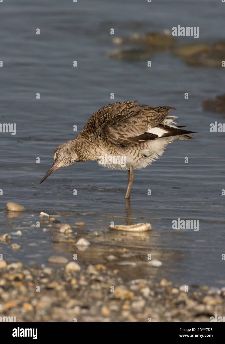 Shorebirds of the usa hi-res stock photography and images - Alamy