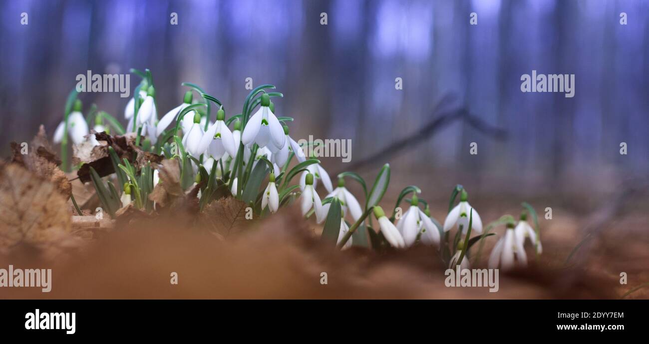 Galanthus snowdrop, selective focus. Rare plant. A wonderful gift for ...