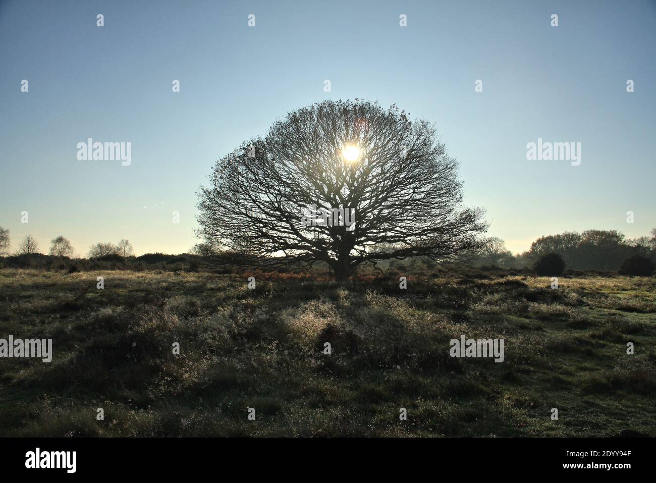Warren silhouette hi-res stock photography and images - Alamy