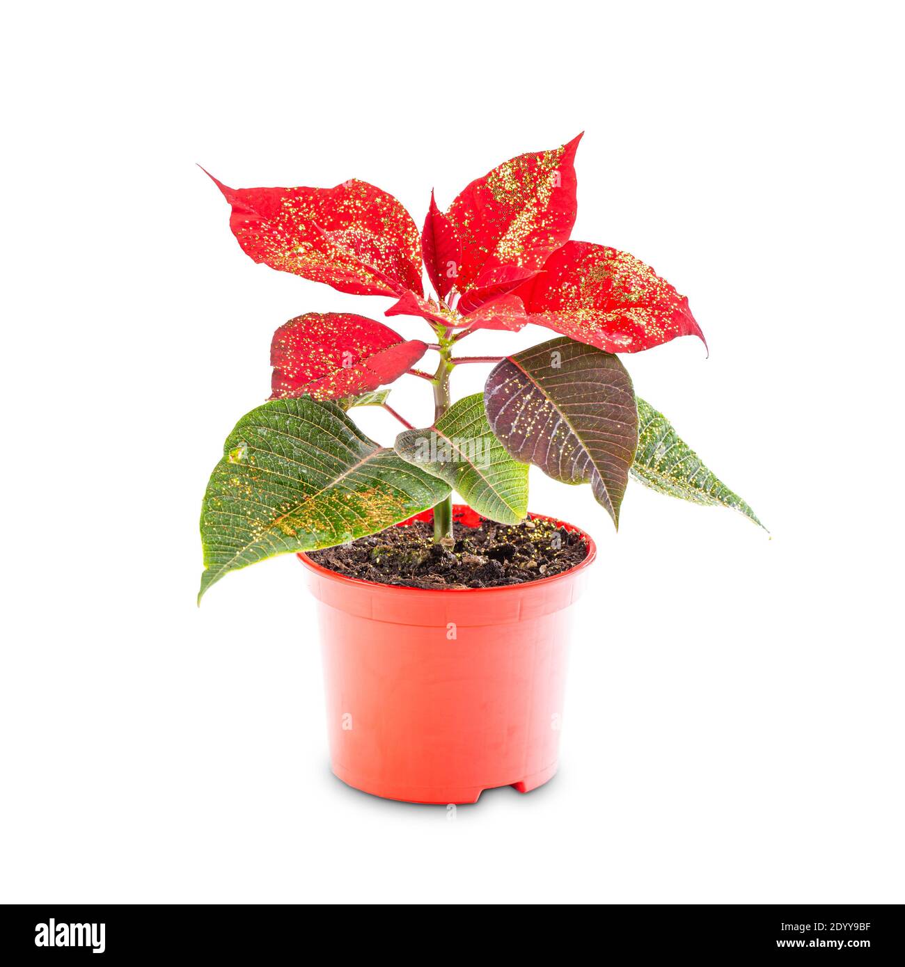 Red poinsettia flower. Christmas traditional flower on white background ...