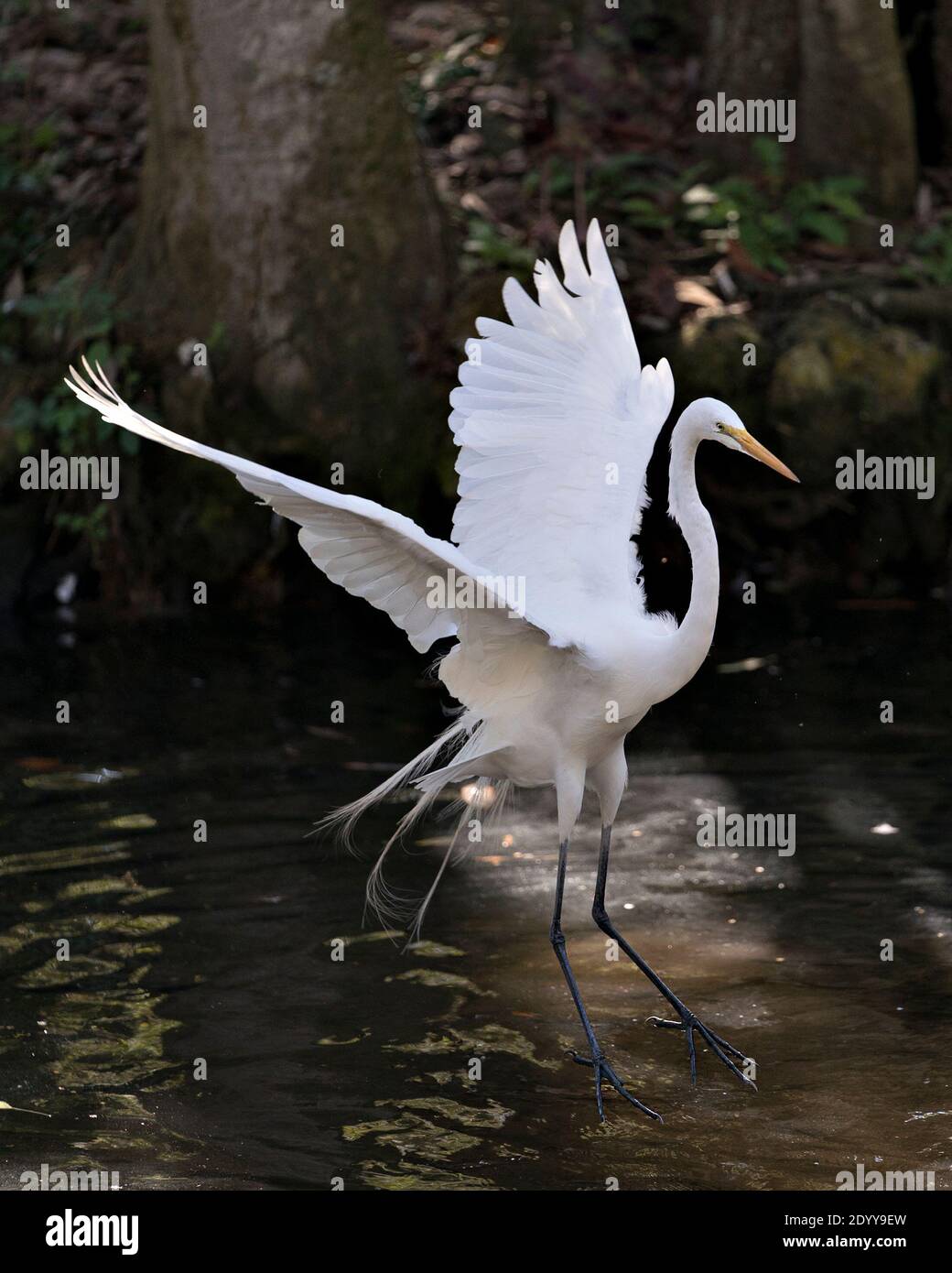 Great White Egret bird close-up profile view displaying white spread wings and foliage ...