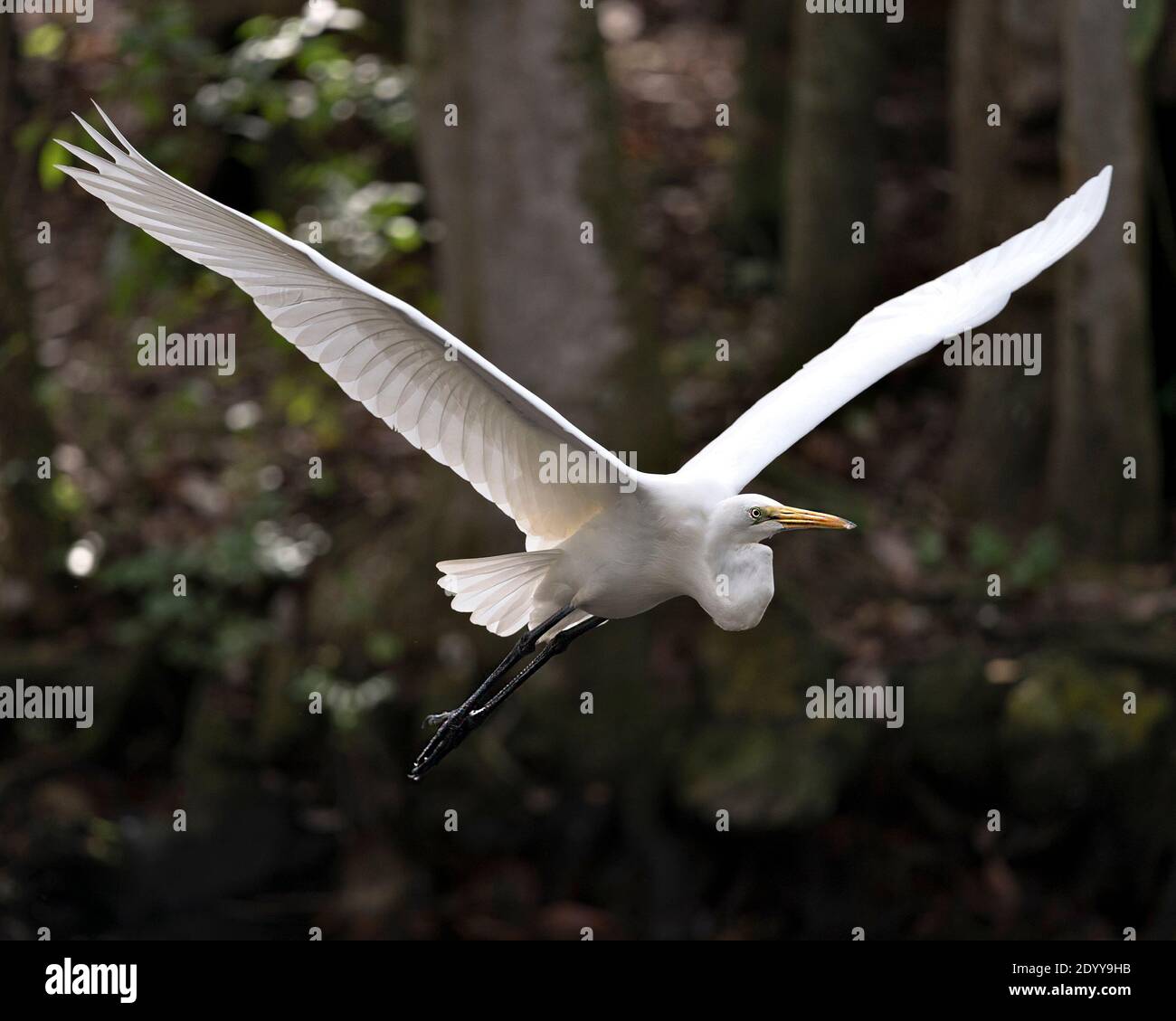 Photo great white egret hi-res stock photography and images - Alamy