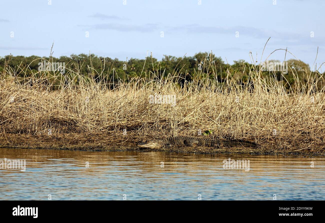 American alligator sunning, river bank, mud, tall tan grass, water ...