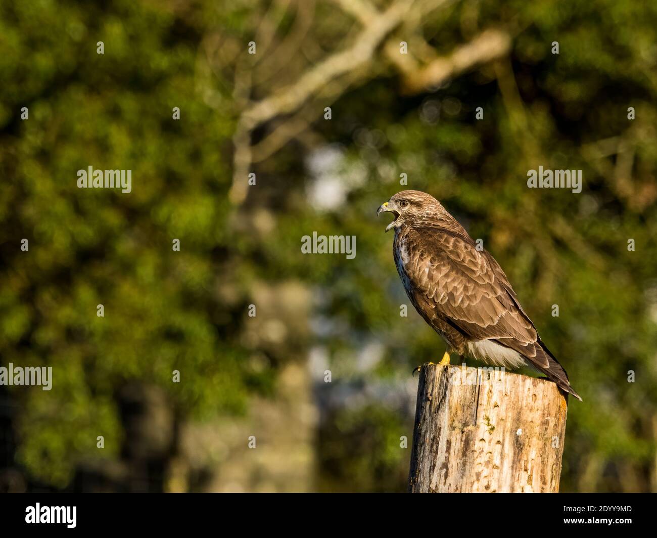 A young common buzzard in rural mid Wales Stock Photo - Alamy