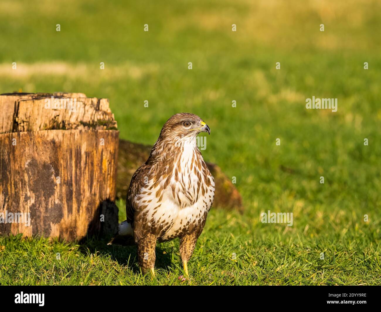 A young common buzzard in rural mid Wales Stock Photo - Alamy