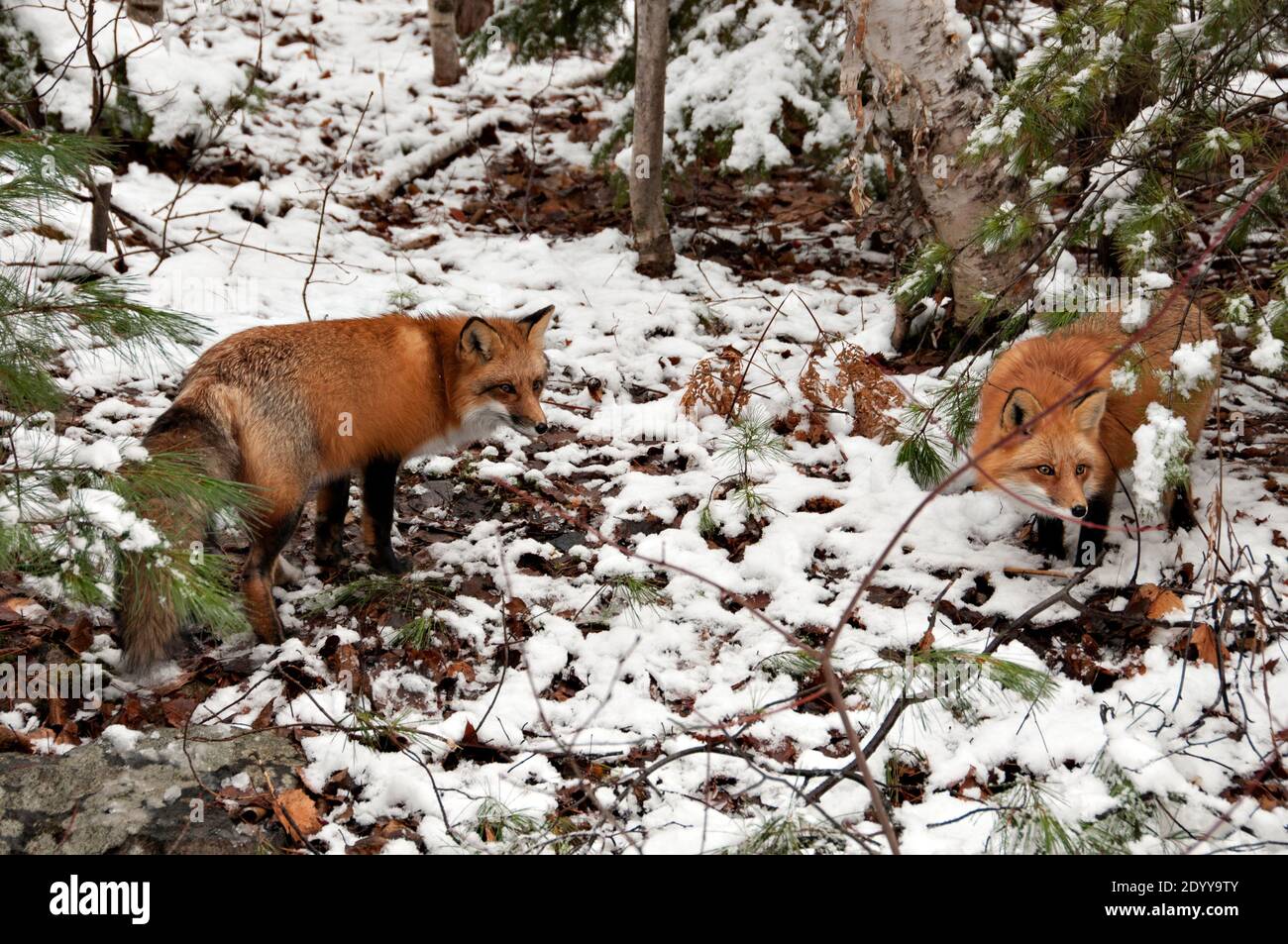 Red fox couple close-up profile view in the winter season in its ...