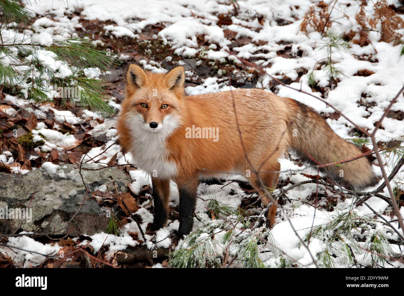 Red fox close-up profile view in the winter season in its environment ...