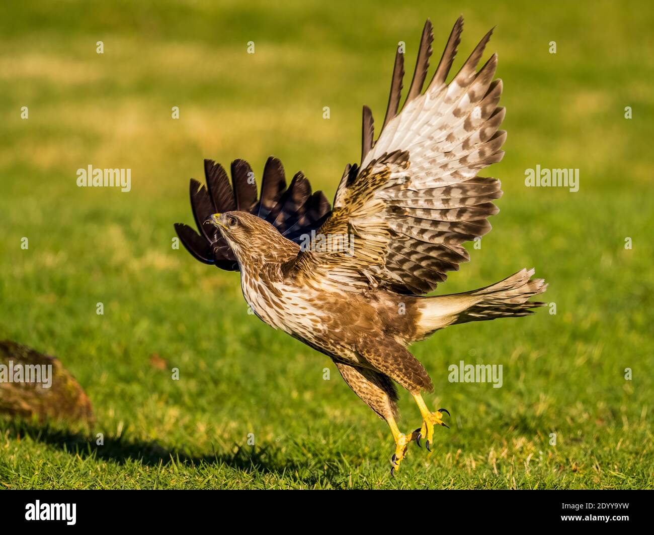 A young common buzzard in rural mid Wales Stock Photo - Alamy