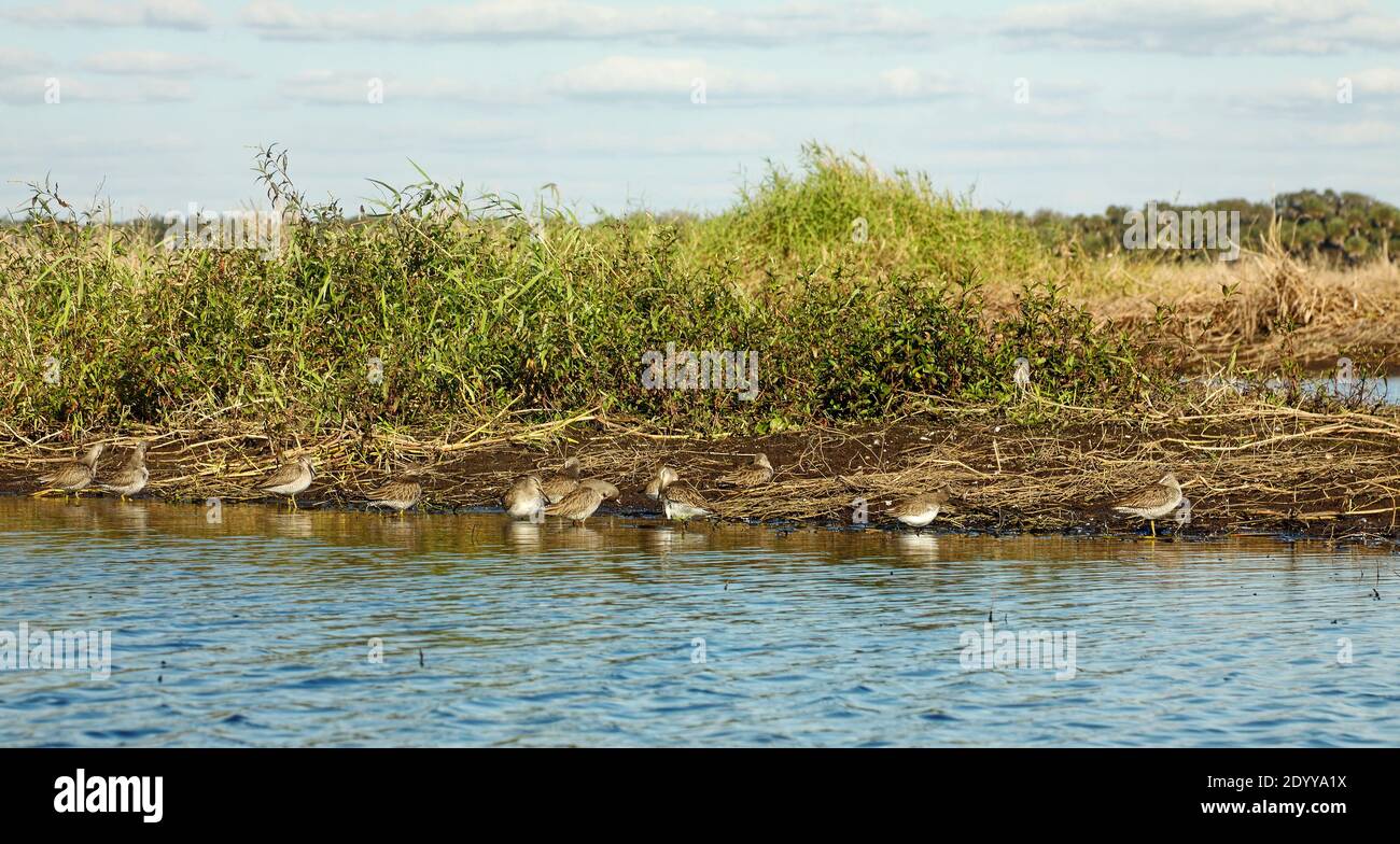Greater yellowlegs, 12 birds, in water, on riverbank, Trainga ...