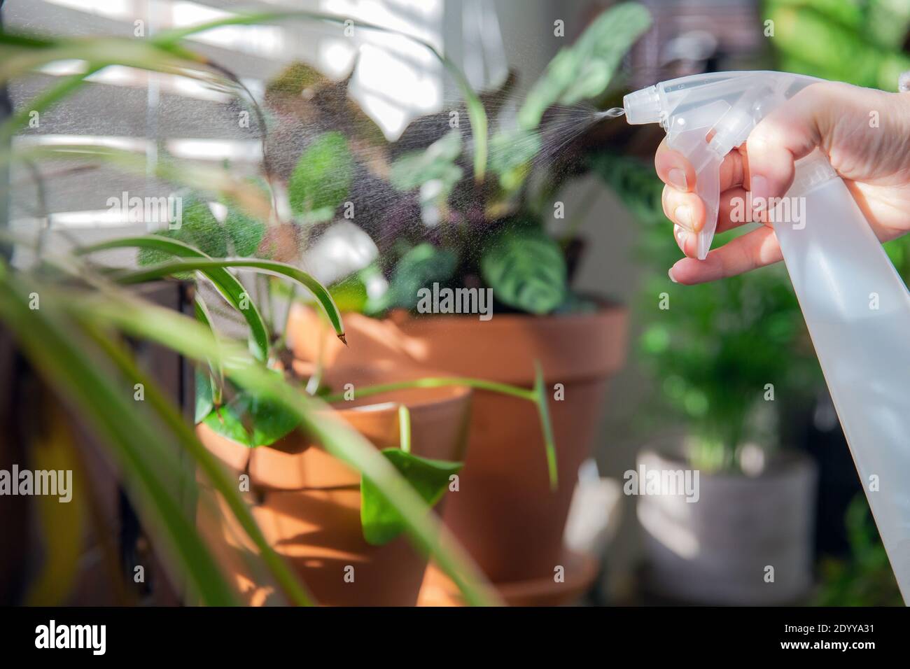 Female hand spraying water on indoor house plant on window sill with ...