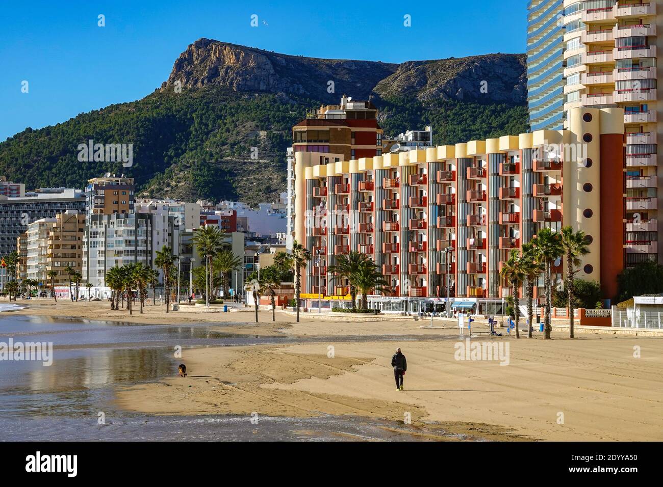 Solo dog walker on beach with apartment blocks and palm trees a the ...