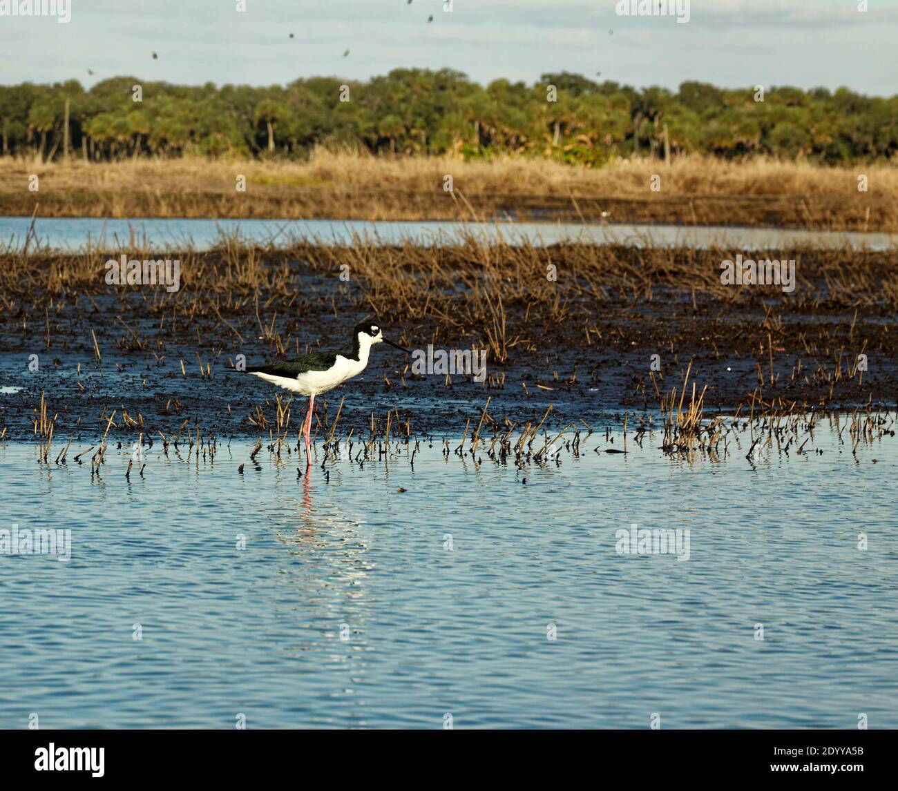 Black-necked stilt; bird; standing in water, Himantopus mexicanus ...