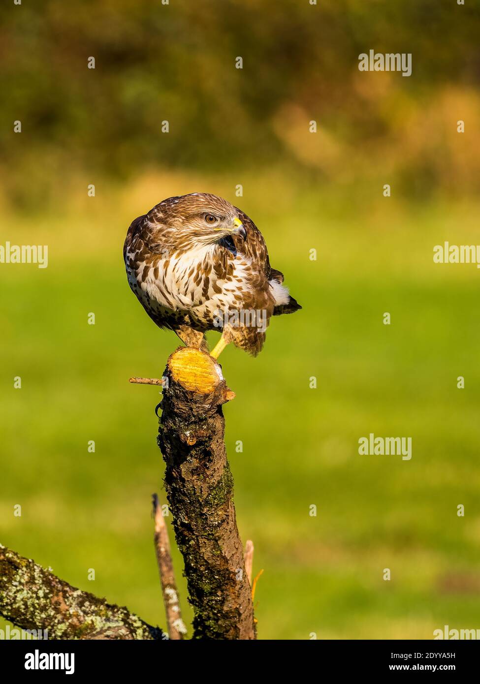 A young common buzzard in rural mid Wales Stock Photo - Alamy