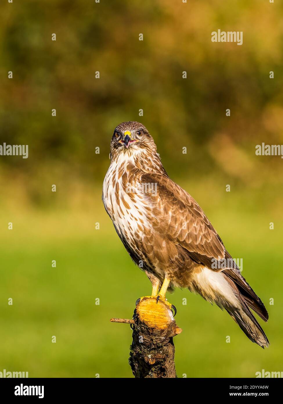 A young common buzzard in rural mid Wales Stock Photo - Alamy
