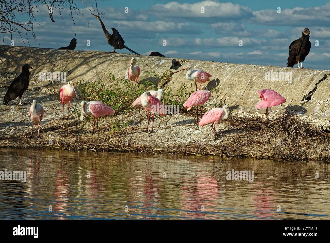 Birds standing on dam hi-res stock photography and images - Alamy