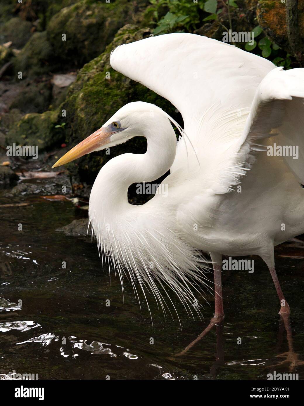 White Heron close-up profile view with spread wings with moss rock and ...