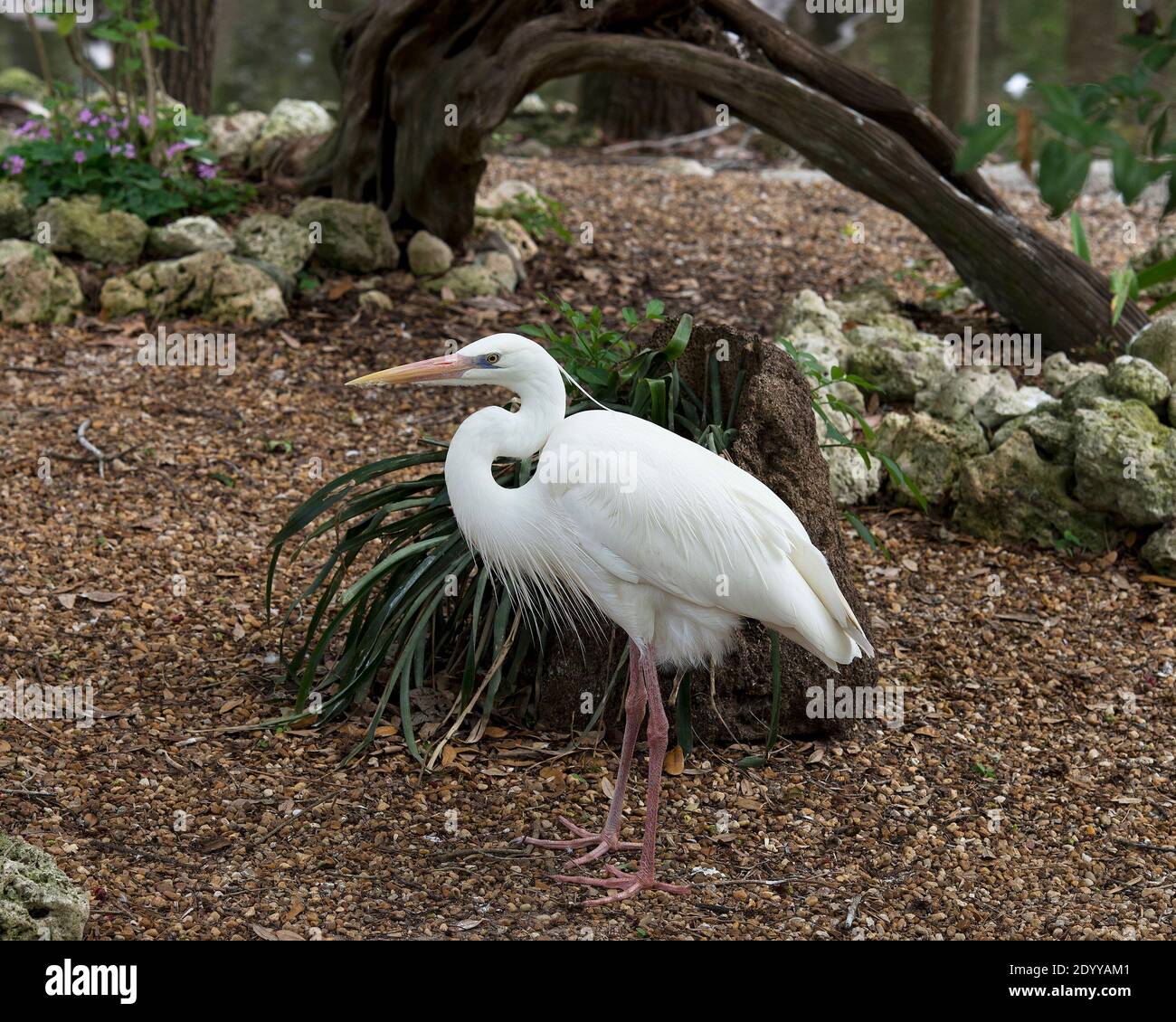 Great White Heron close-up profile view displaying beautiful white ...