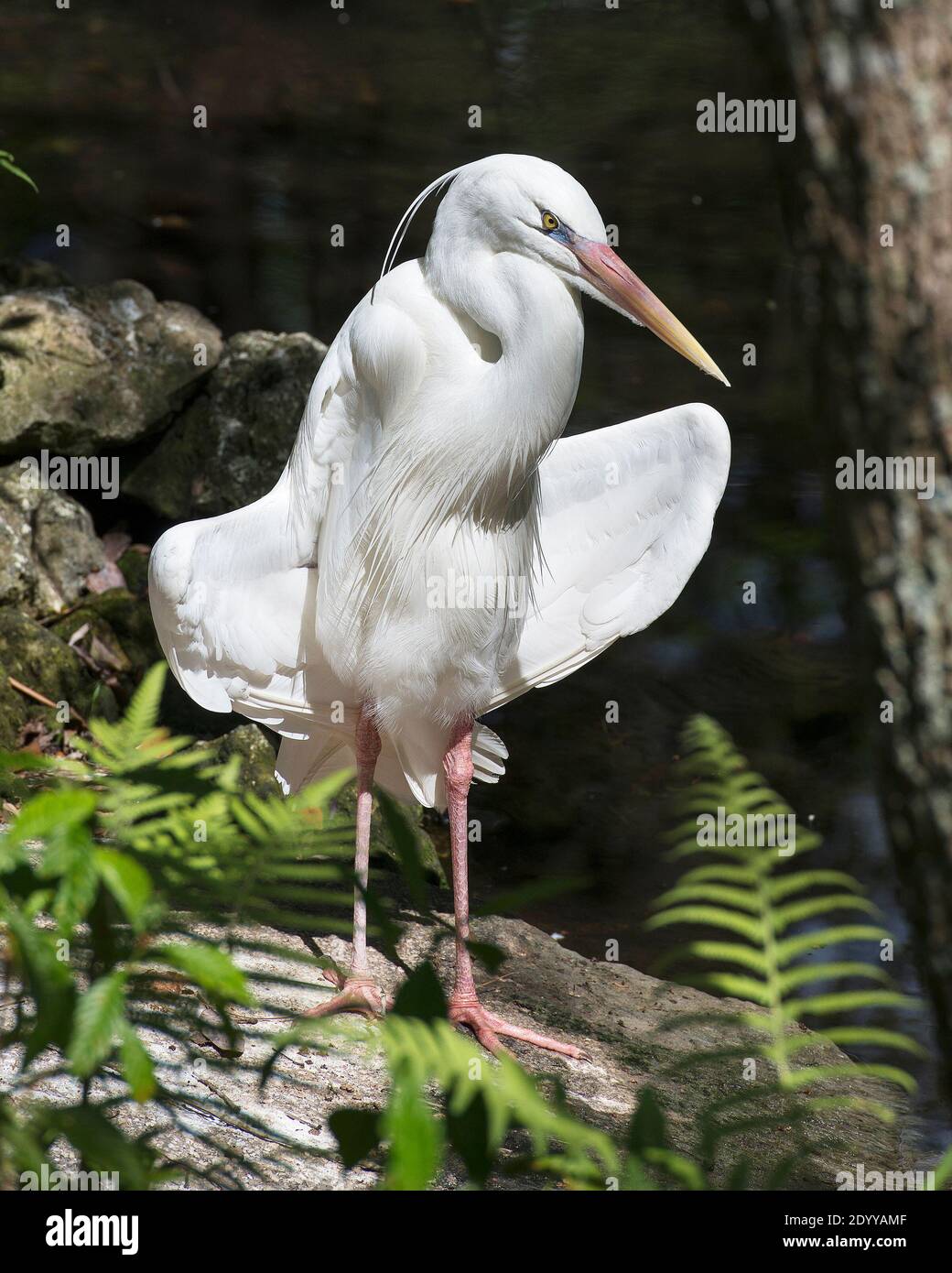 Great White Heron close-up profile view standing on rock displaying ...