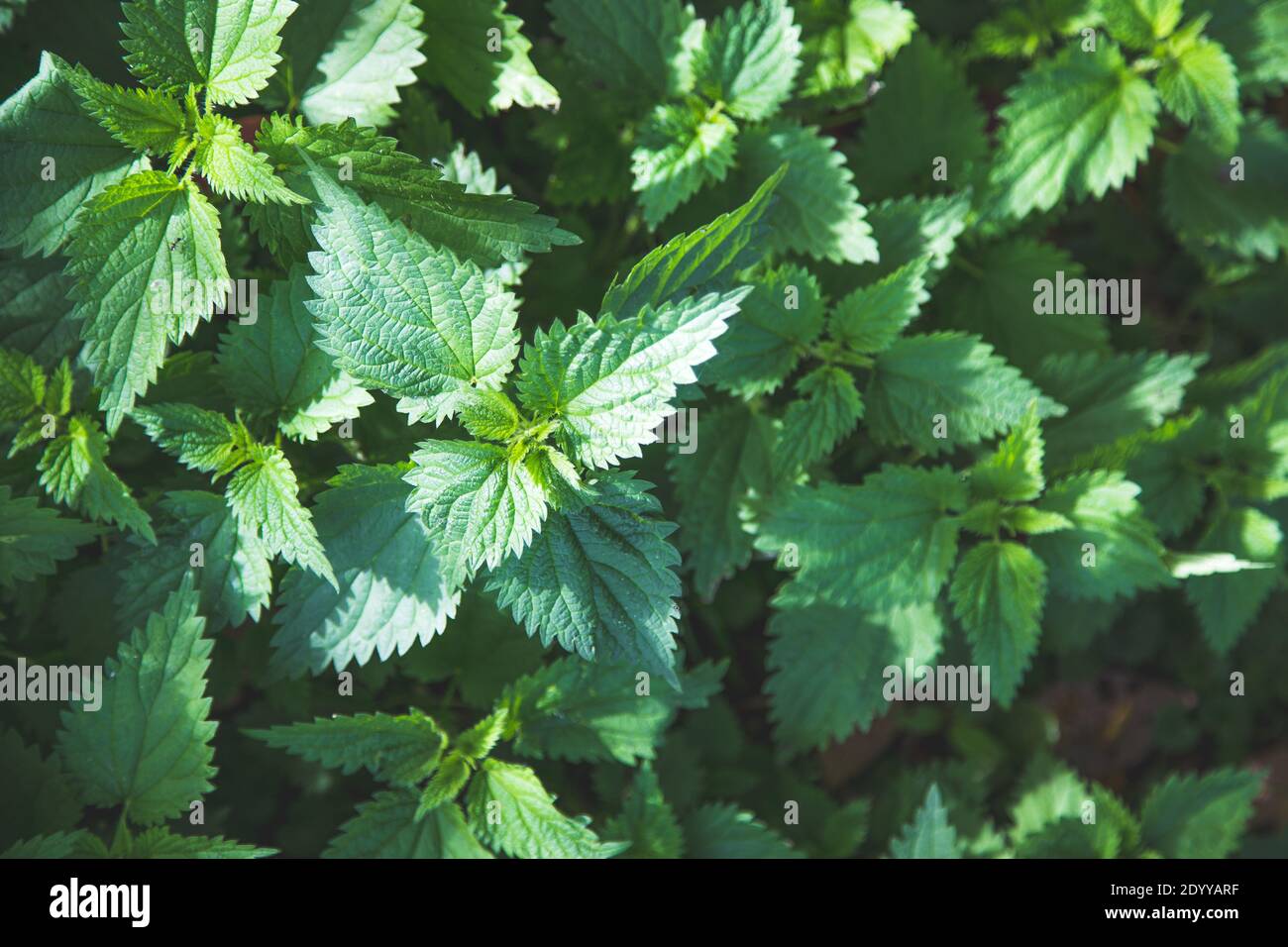 Indian stinging nettle hi-res stock photography and images - Alamy