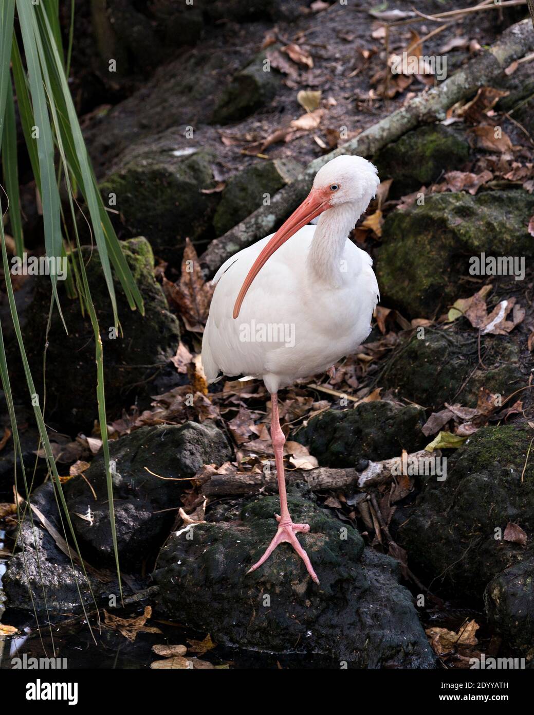 Ibis entertainment picture hi-res stock photography and images - Alamy