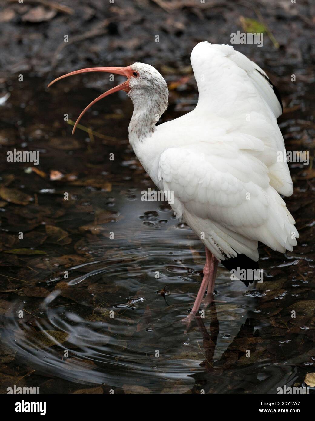 Ibis white feather picture hi-res stock photography and images - Alamy