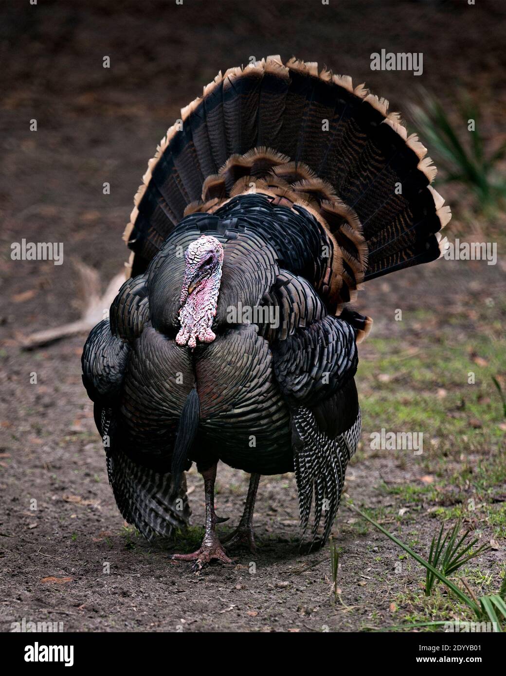 Wild turkey close-up profile front view, in its environment and habitat ...