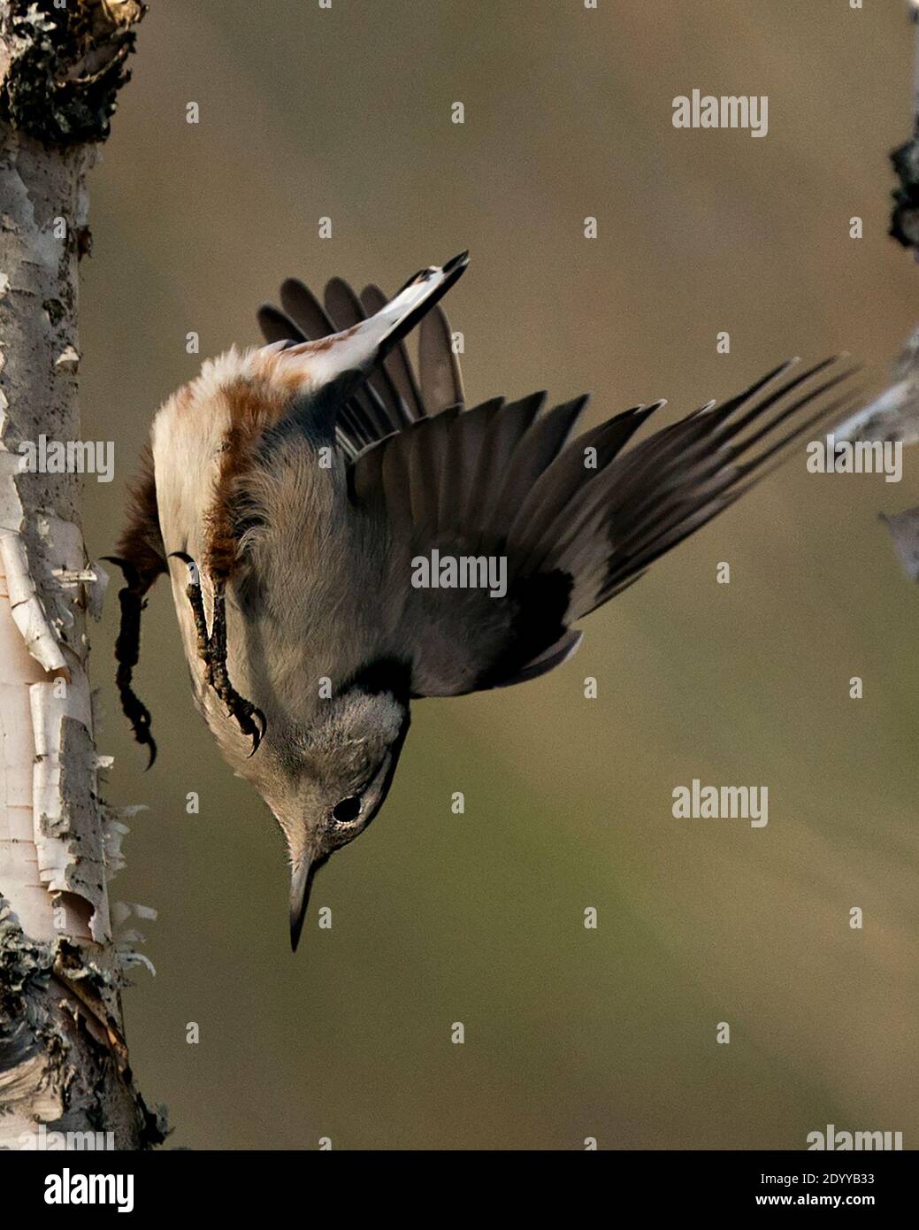 White-Breasted Nuthatch bird close-up profile view flying from a birch ...