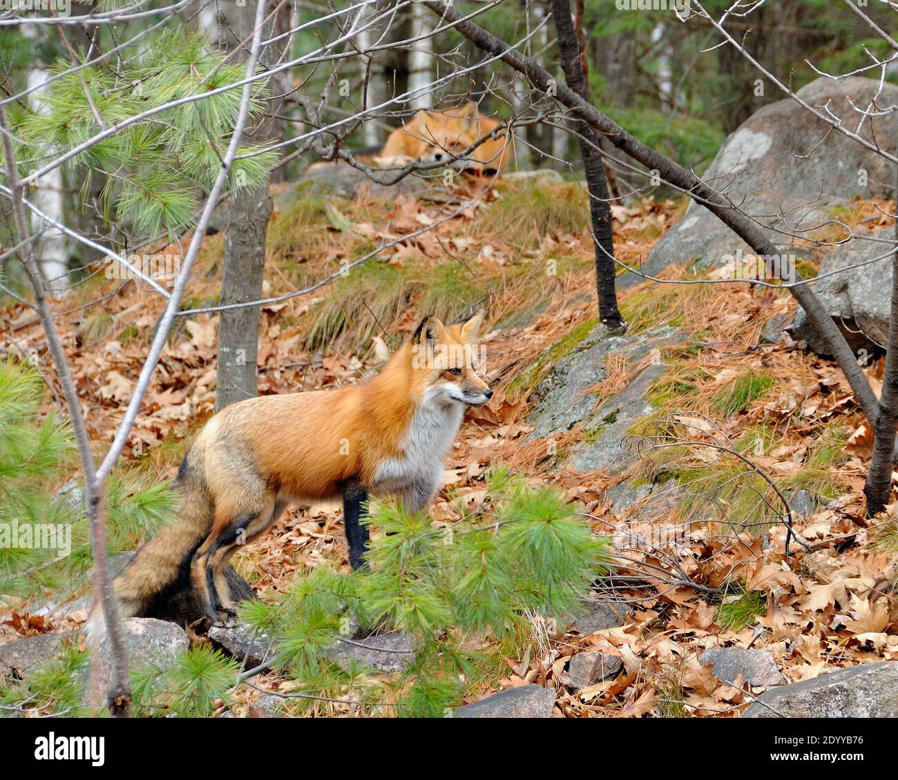 Red fox animals close-up profile view in the forest with rocks and pine ...