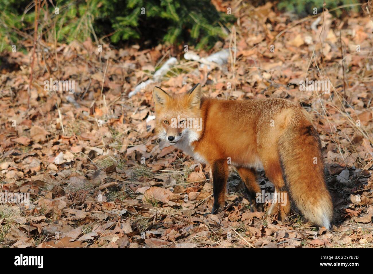 Red fox close-up side profile view displaying full body and bushy tail ...