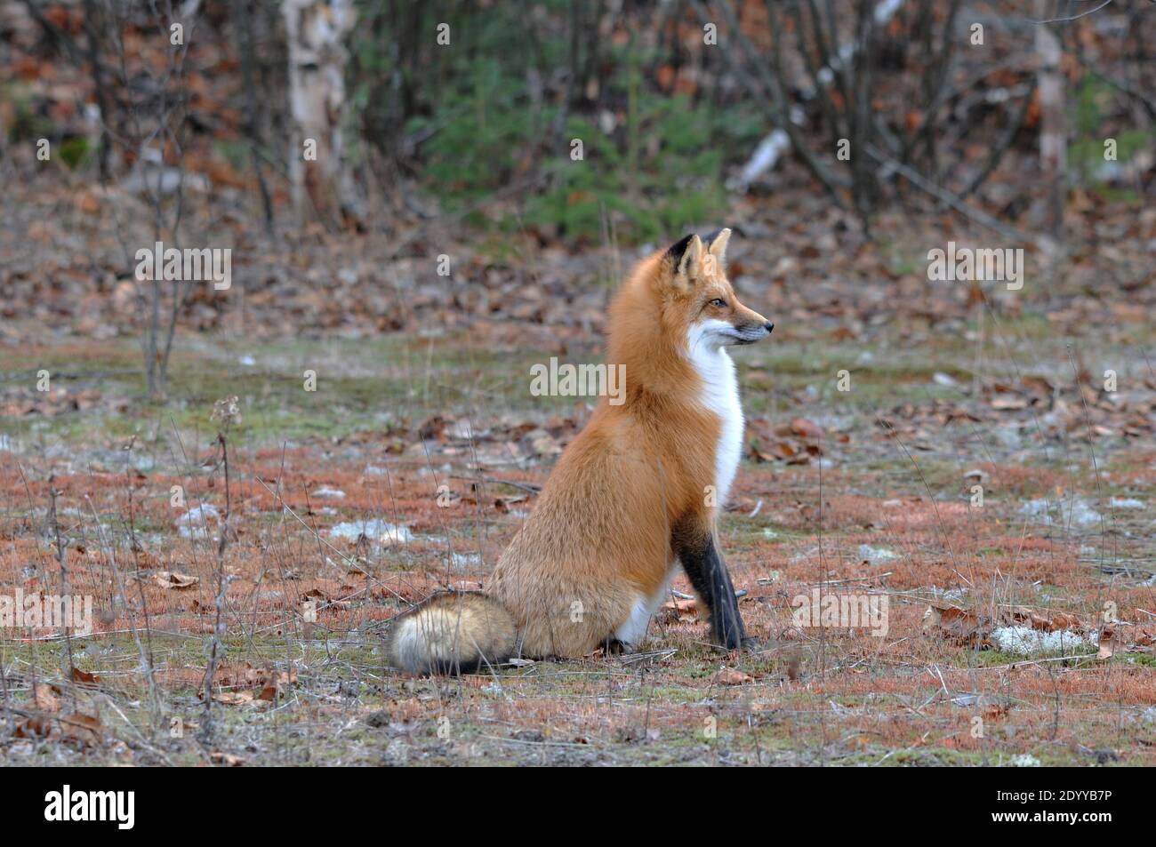 Red fox animal close-up profile side view in the forest with trees ...