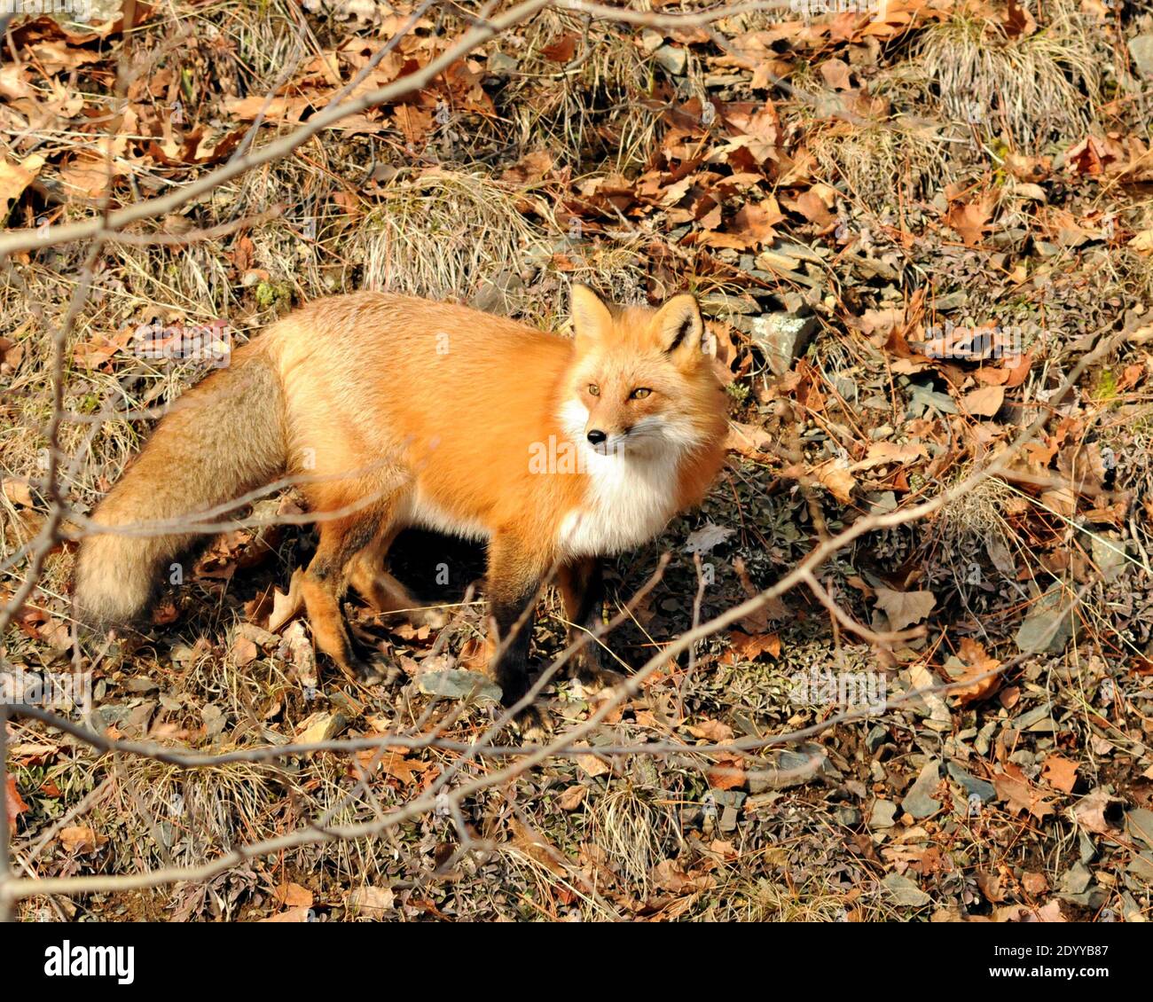 Fox story book image hi-res stock photography and images - Alamy