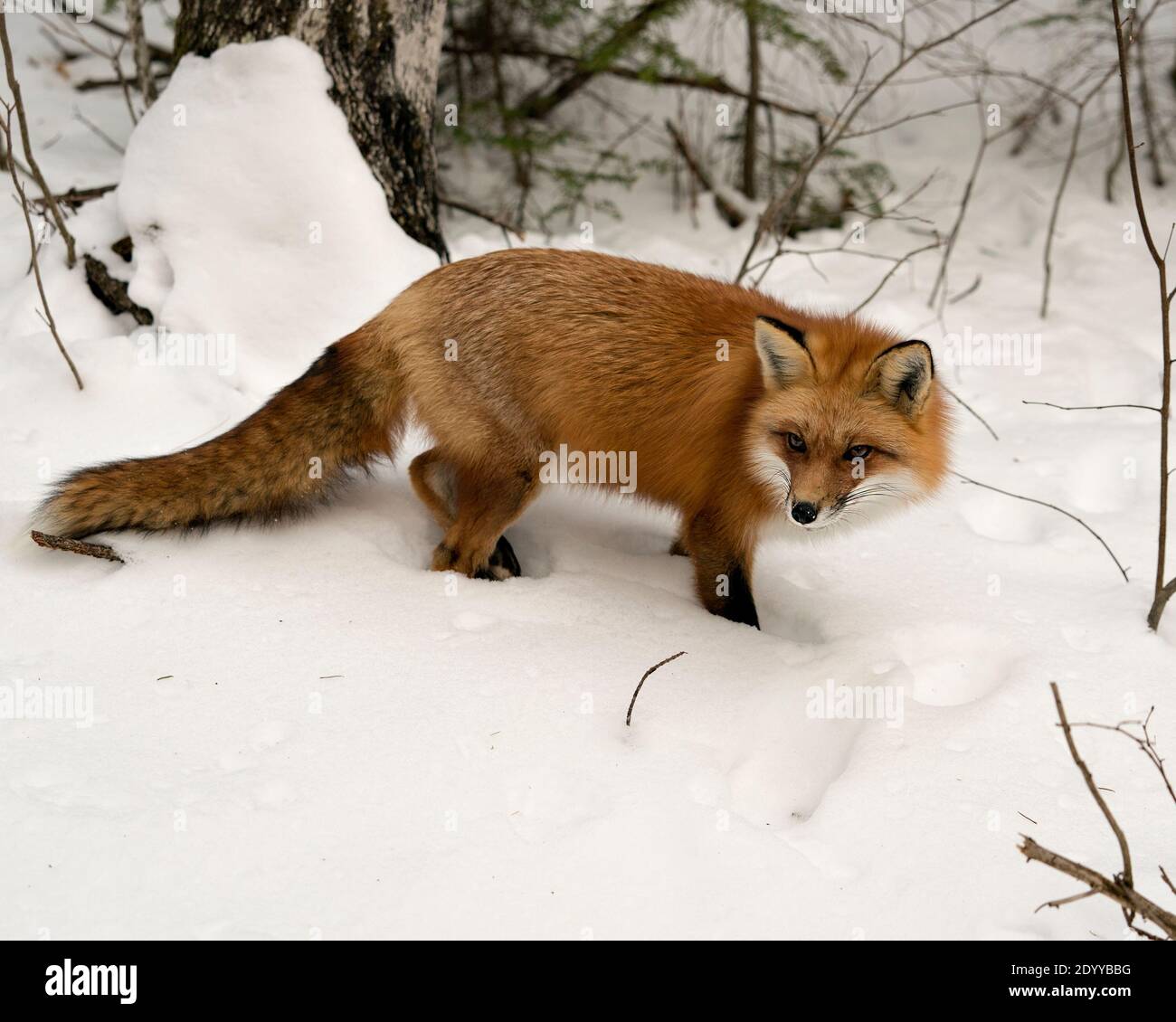Red fox close-up profile view in the winter season in its environment ...