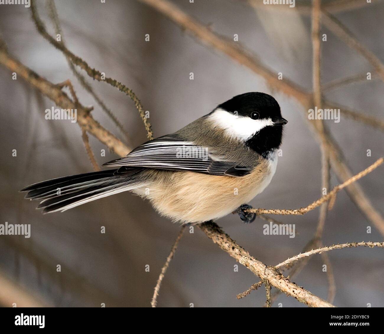 Chickadee close-up profile view on a tree branch with a blur background ...