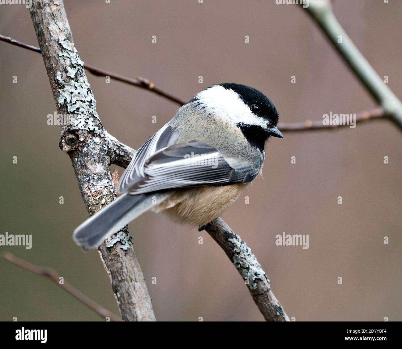 Chickadee close up profile view hi-res stock photography and images - Alamy