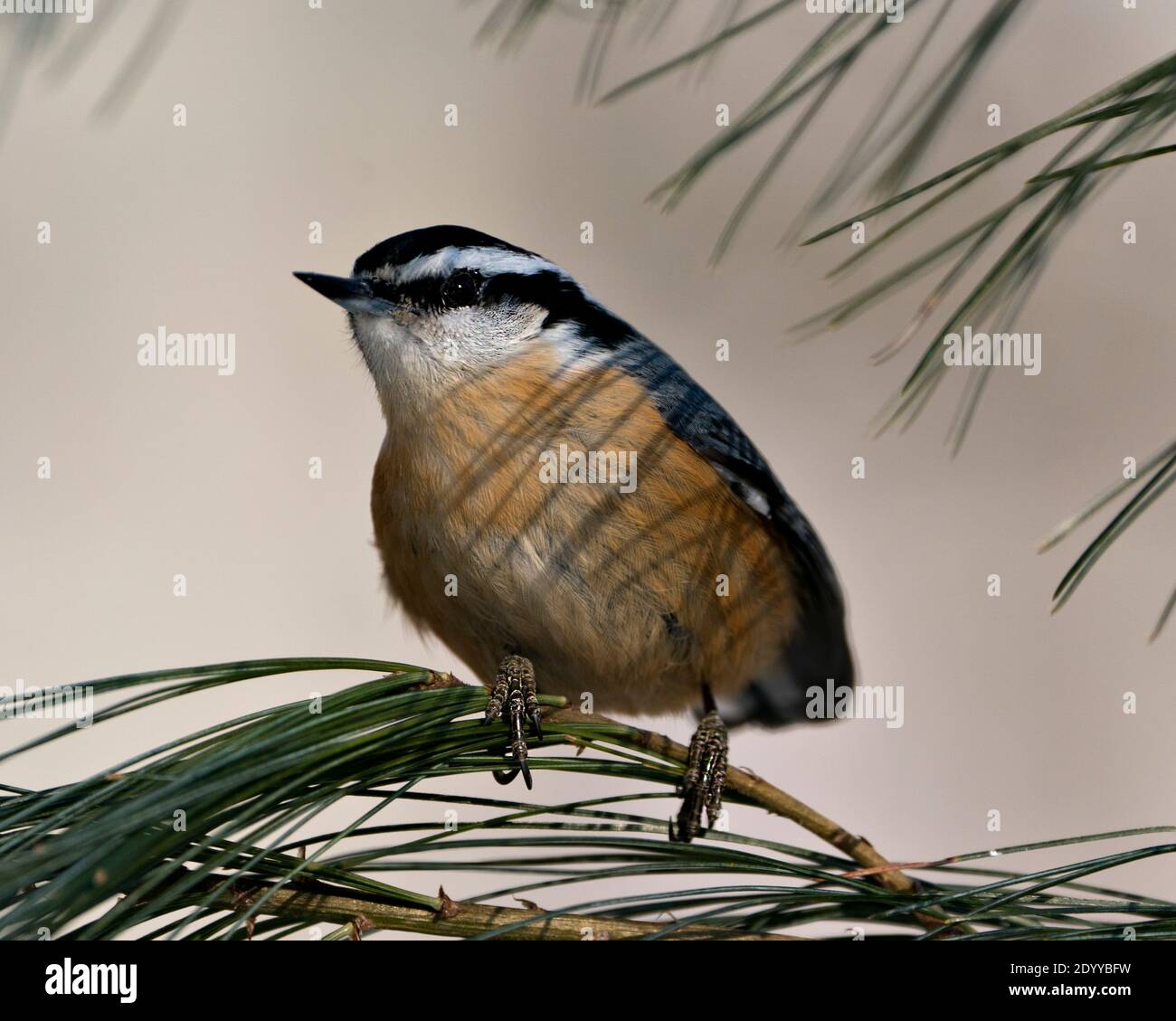 Nuthatch close-up profile view perched on a fir tree branch in its ...