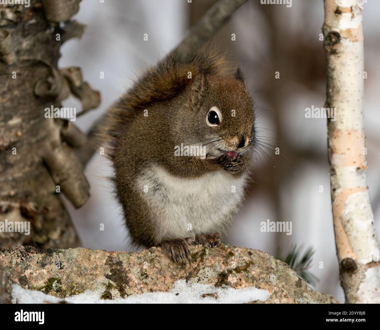 Squirrel sitting on a rock and licking its paws, displaying tongue ...