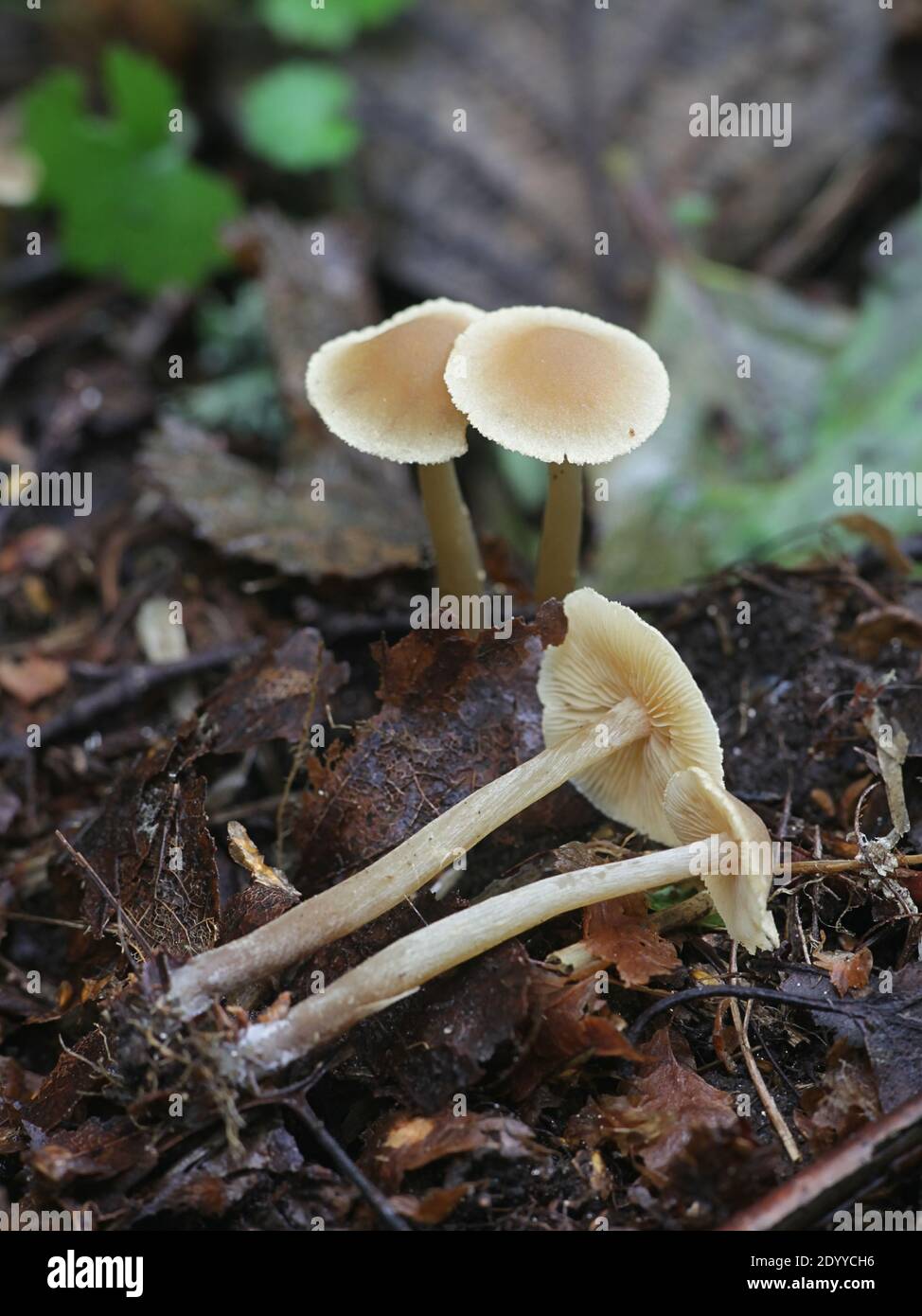 Naucoria escharioides, also called Alnicola escharioides, commonly ...