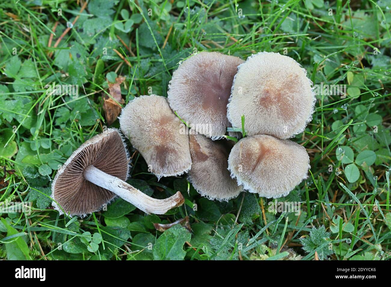 Lacrymaria lacrymabunda, the Weeping Widow, wild mushroom from Finland ...