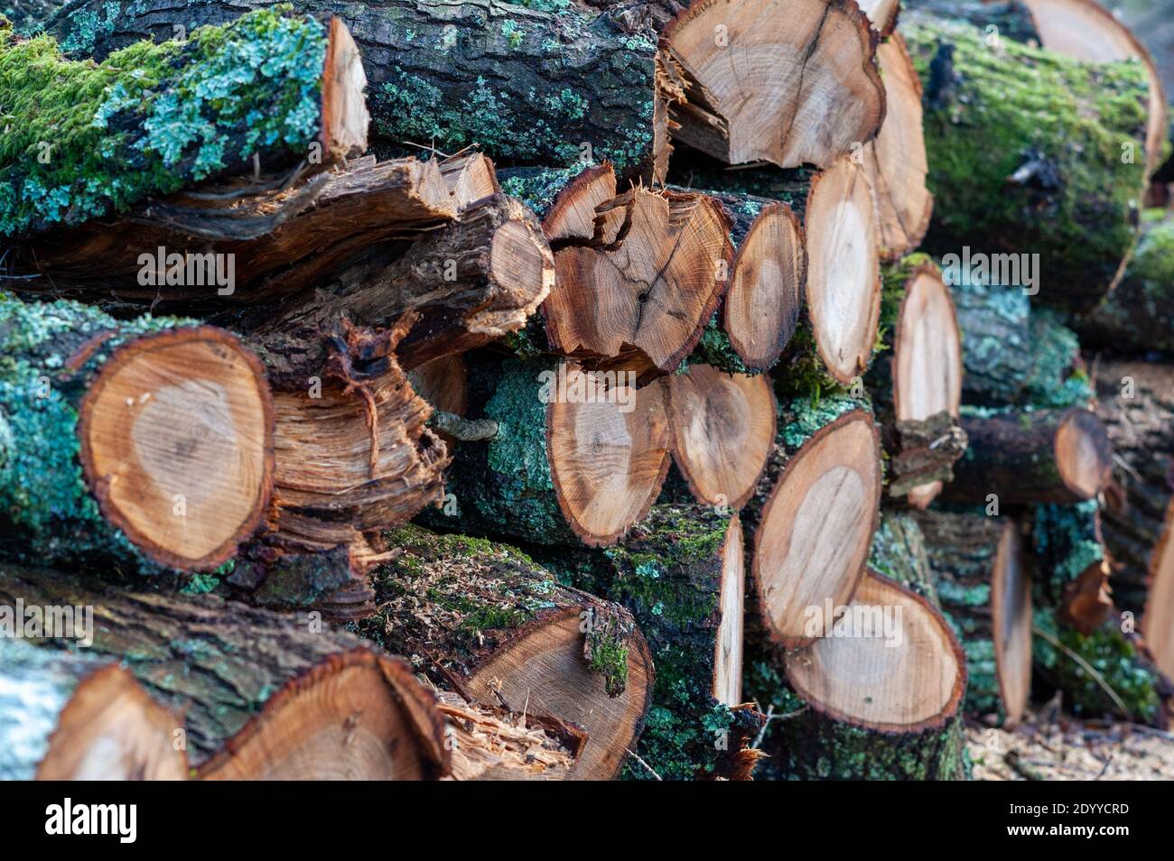 Stacked oak logs shortly after the tree has been felled Stock Photo - Alamy