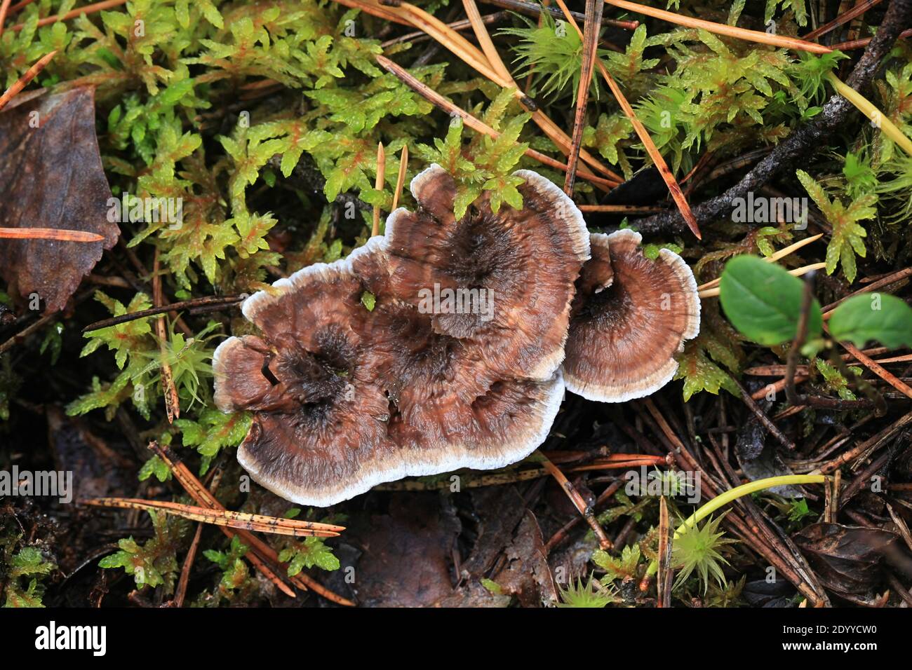 Phellodon tomentosus, also called Hydnum tomentosum, commonly known as ...