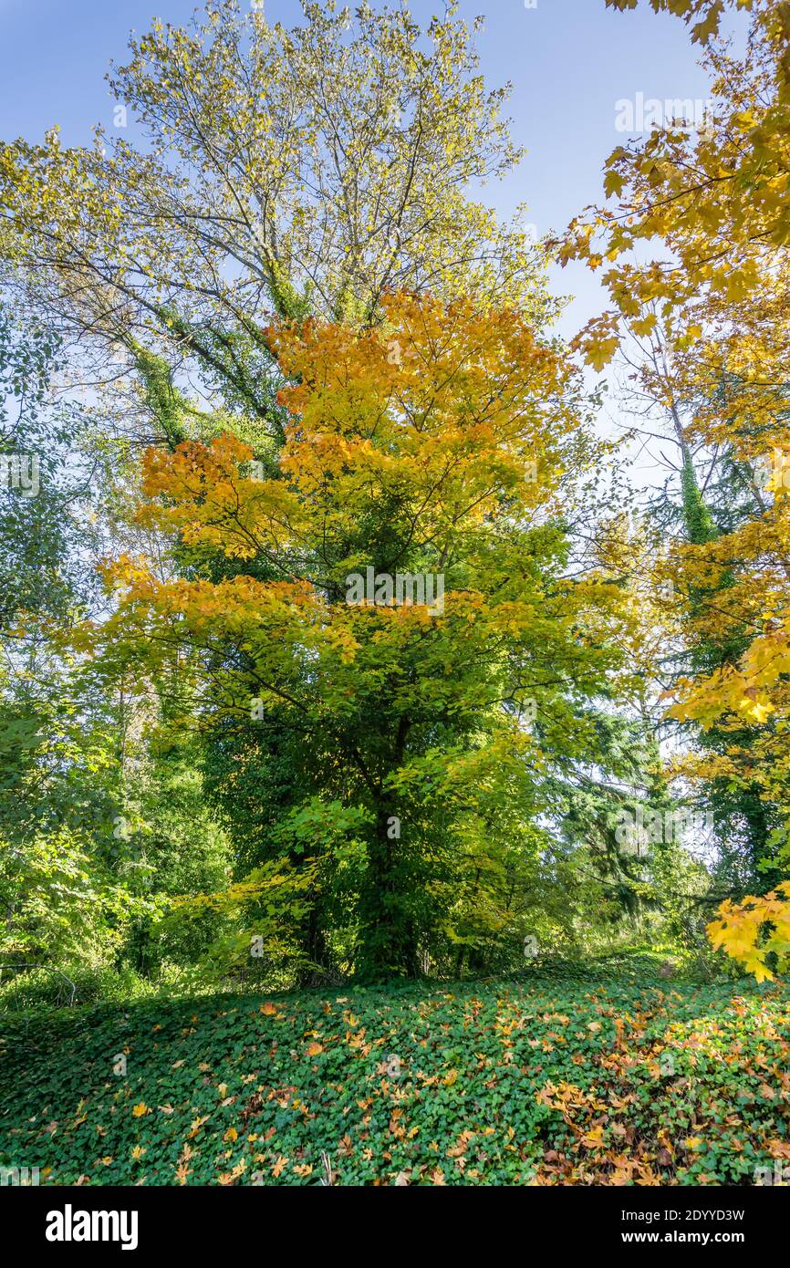 A stately tree with fall colors in Seatac, Washington Stock Photo - Alamy