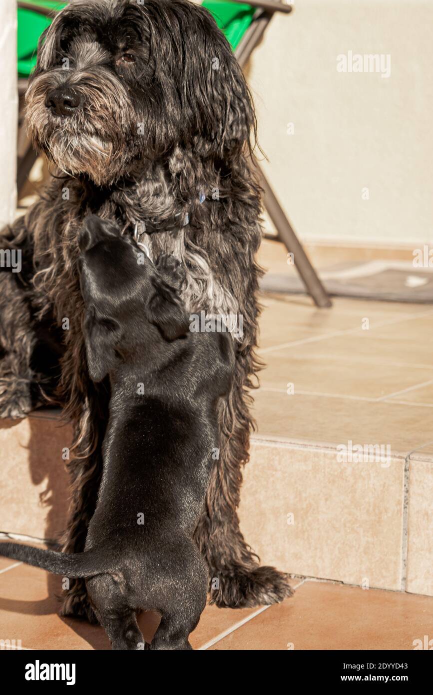 A large dog and another puppy hug each other while playing Stock Photo ...