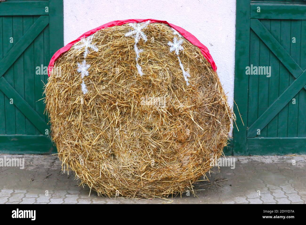 Dry haystacks for feeding animals are covered with snow and outdoors ...