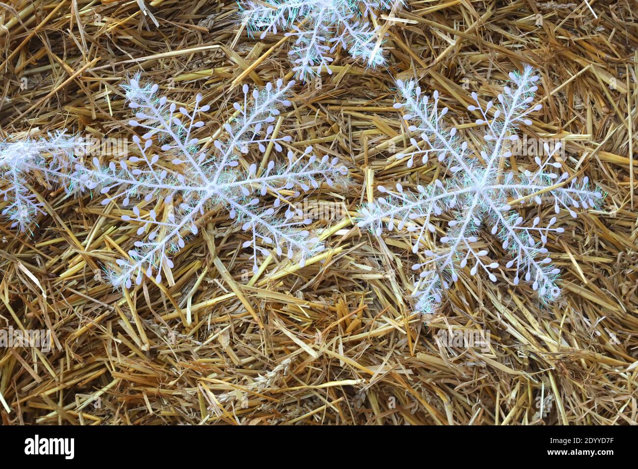 Dry haystacks for feeding animals are covered with snow and outdoors ...