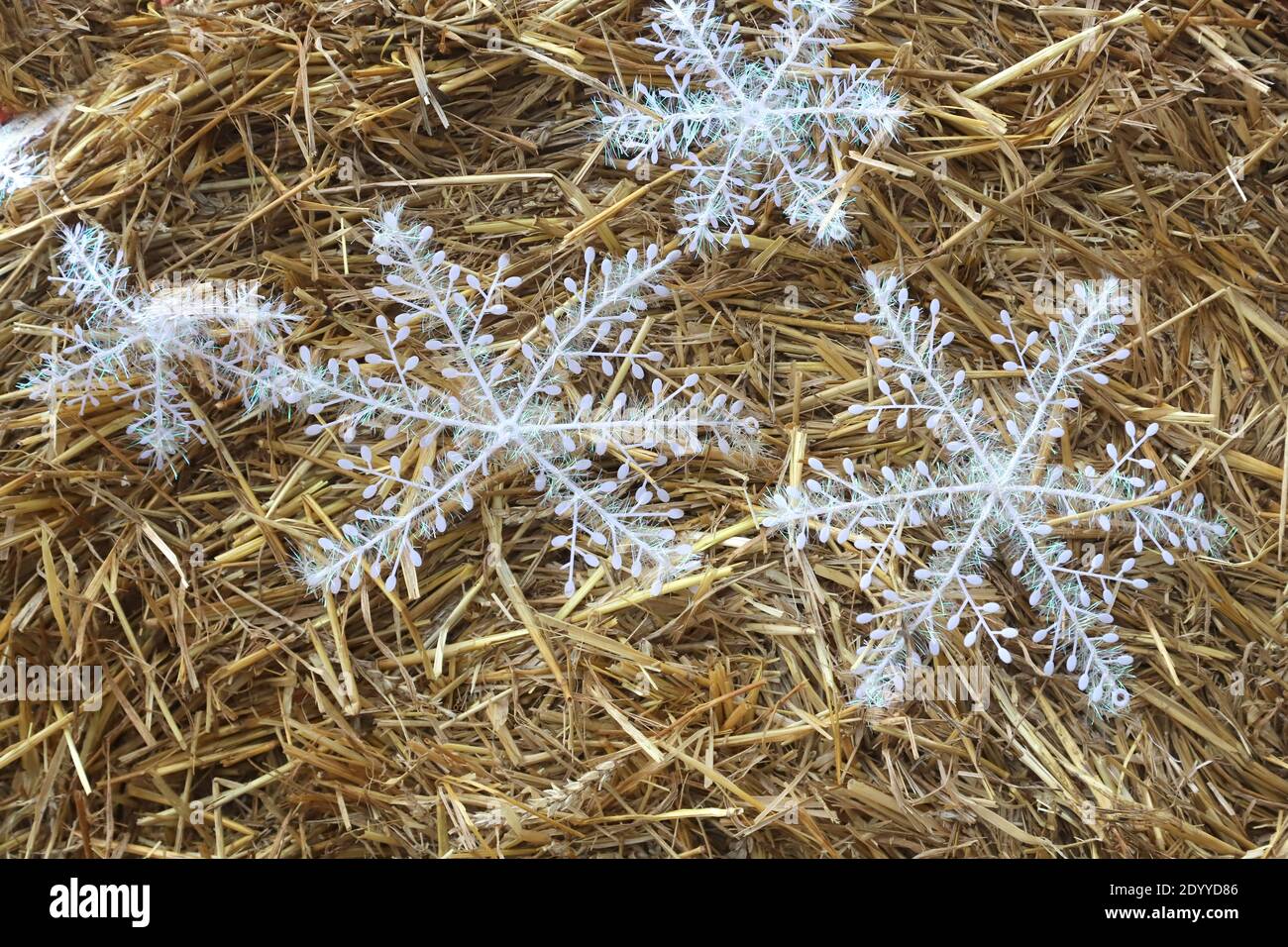 Dry haystacks for feeding animals are covered with snow and outdoors ...