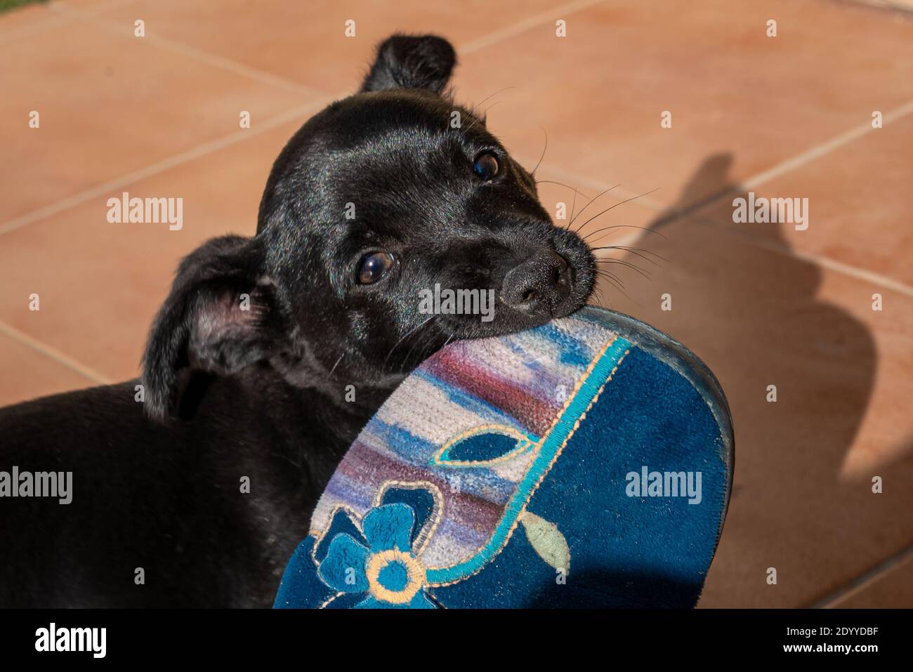 Two month old puppy biting a blue slipper Stock Photo - Alamy