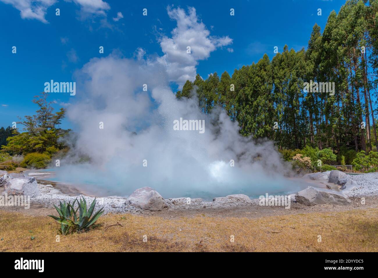 Geyser at Wairakei Terraces in New Zealand Stock Photo - Alamy