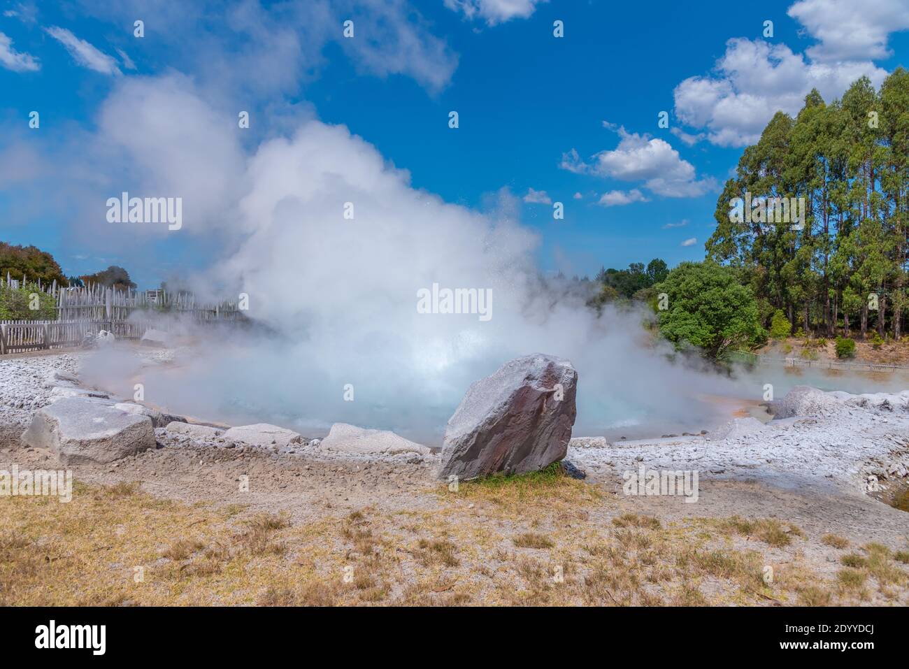Geyser at Wairakei Terraces in New Zealand Stock Photo - Alamy