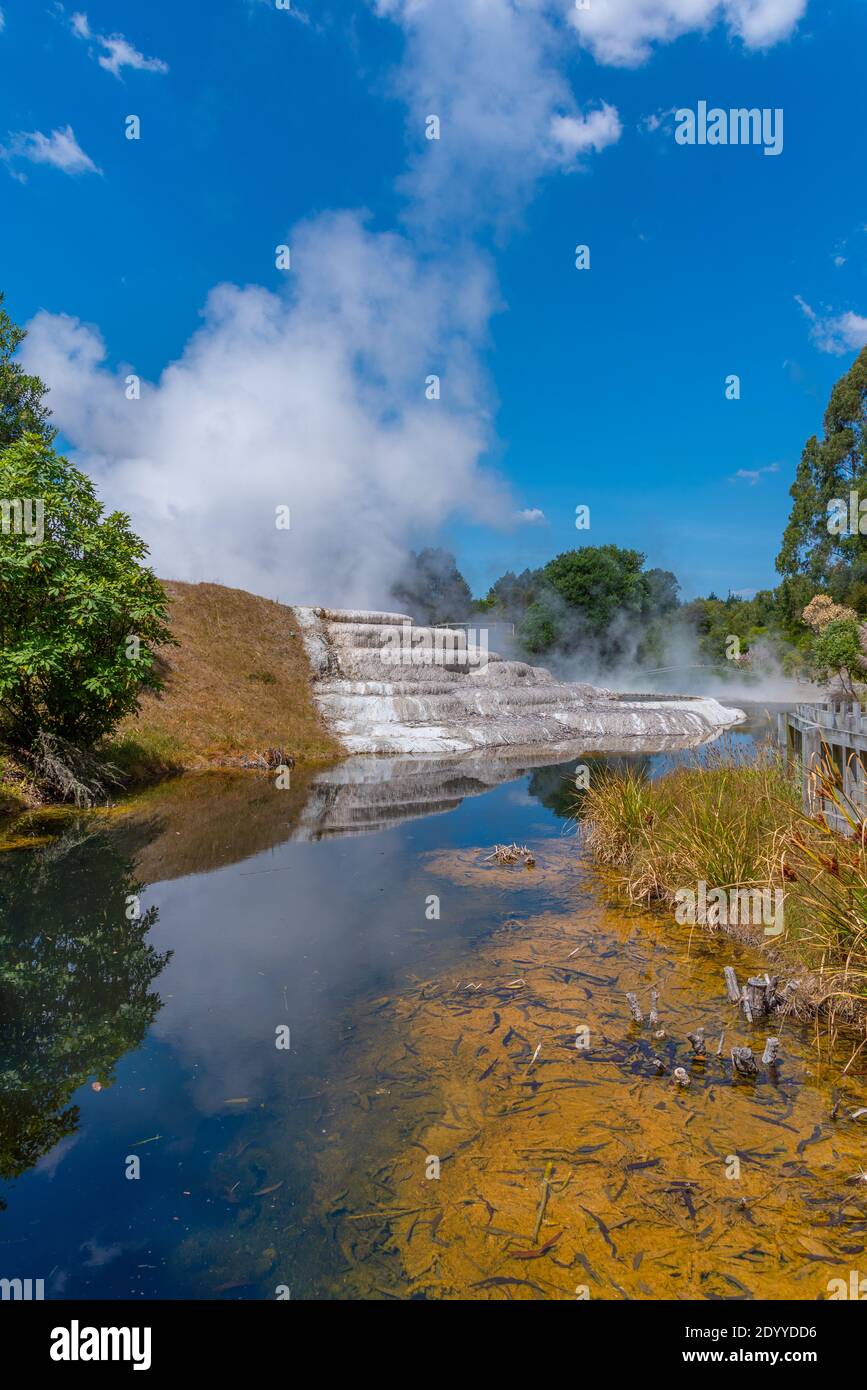 Geyser at Wairakei Terraces in New Zealand Stock Photo - Alamy