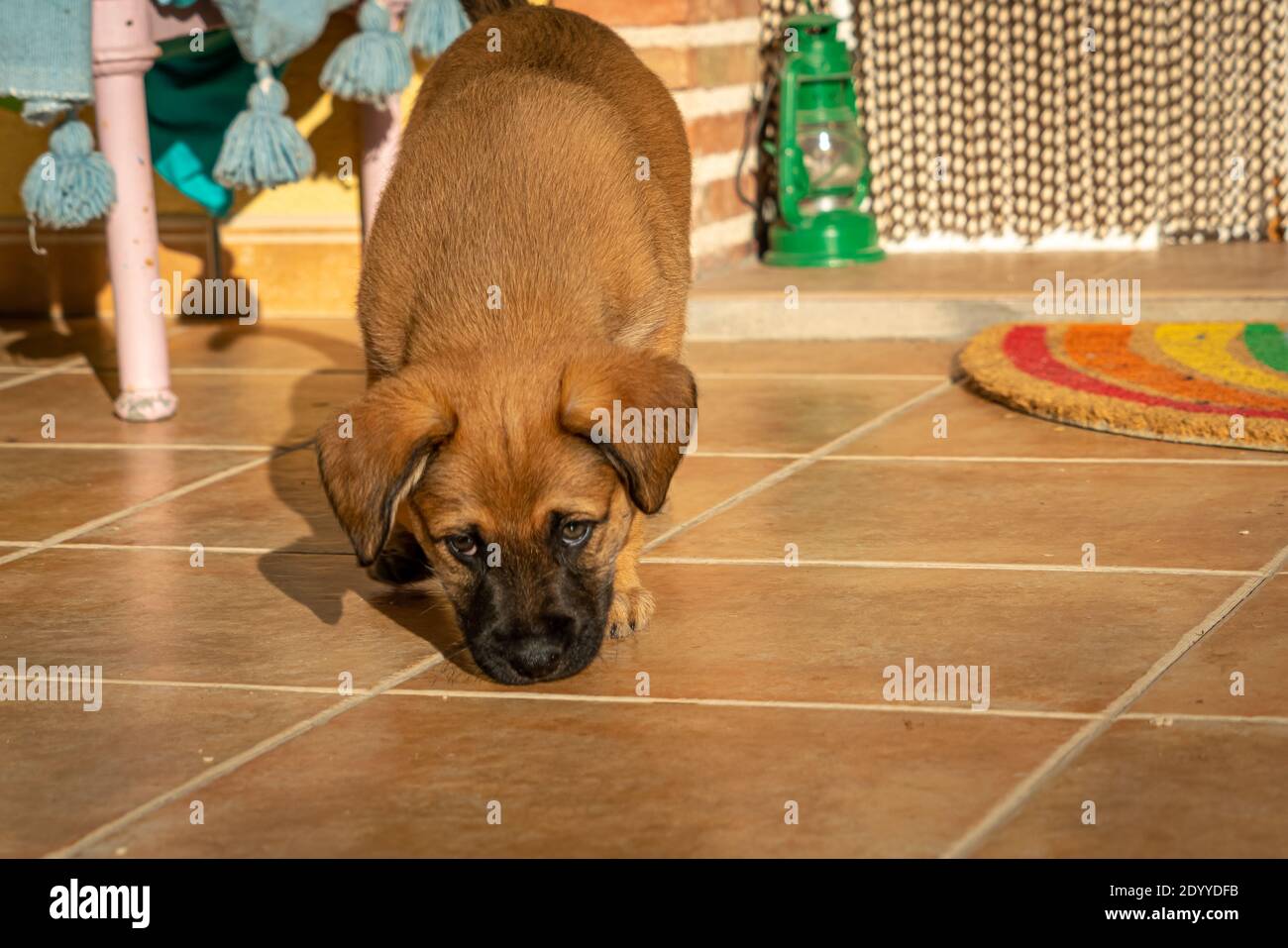 Gorgeous tan puppy sniffing the ground Stock Photo - Alamy